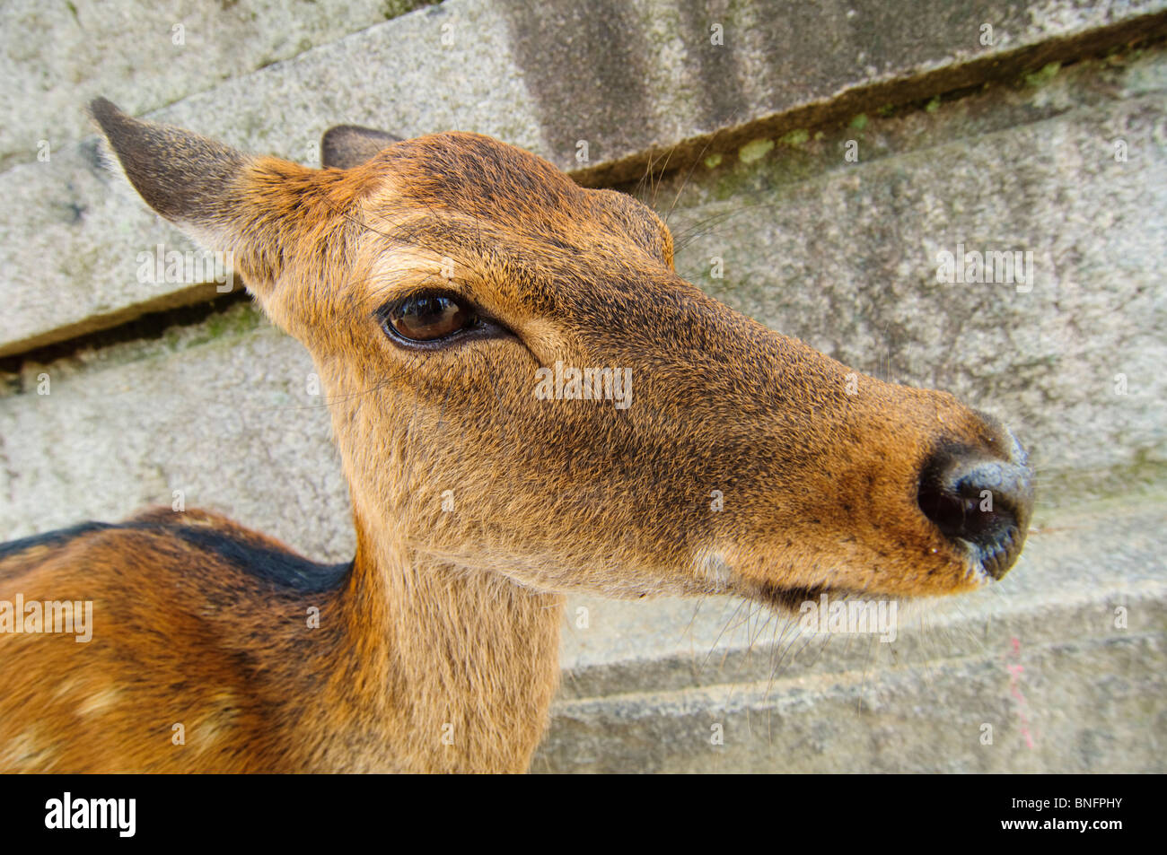 Sika cervo miyajima immagini e fotografie stock ad alta risoluzione - Alamy