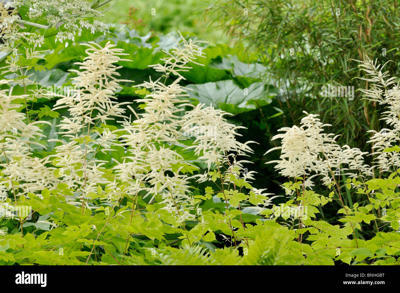 Barba di capre aruncus dioicus immagini e fotografie stock ad alta ...