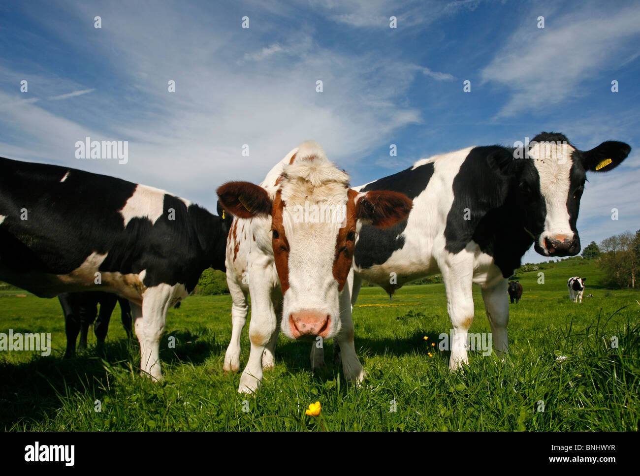 Holstein friesian bull immagini e fotografie stock ad alta risoluzione ...