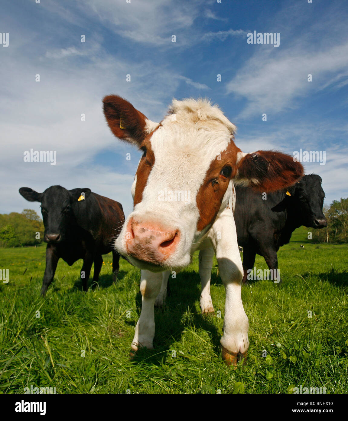 Holstein friesian bull immagini e fotografie stock ad alta risoluzione ...