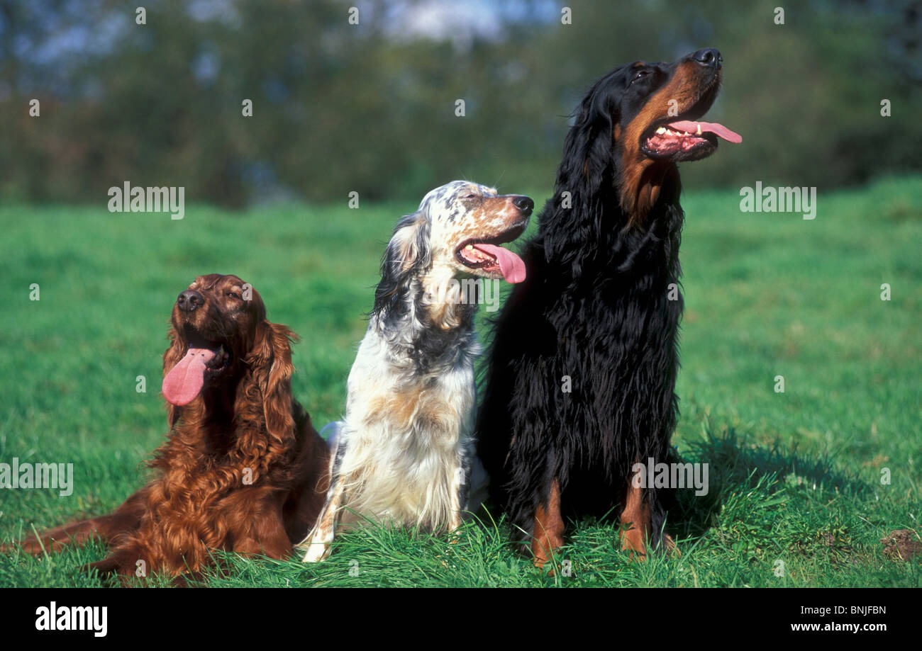 Cane Setter Irlandese razza fuori all'aperto all'aperto per adulti pet ...