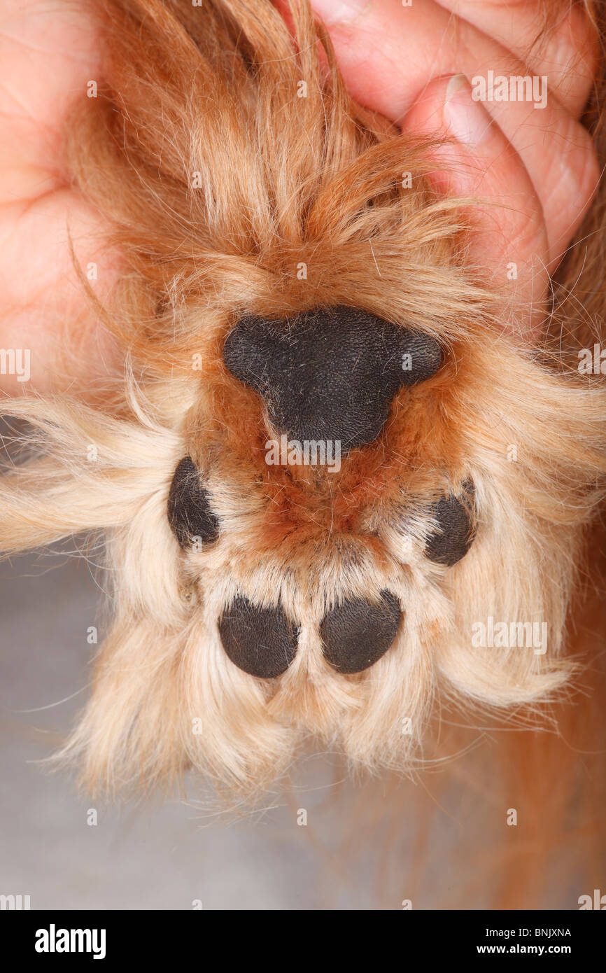 Piedi pelosi immagini e fotografie stock ad alta risoluzione - Alamy