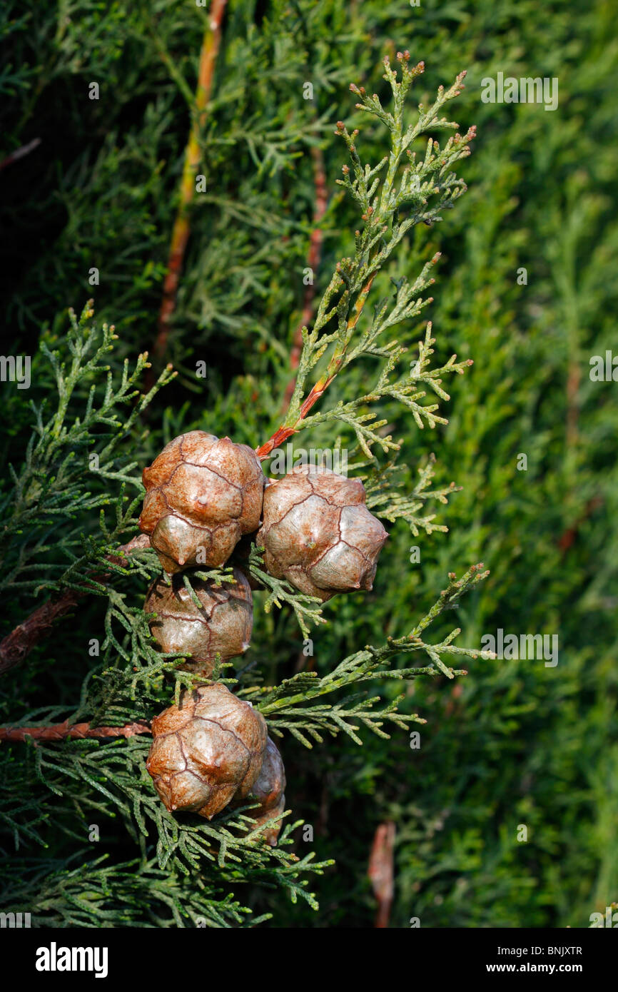 Italian cypress cupressus sempervirens immagini e fotografie stock ad ...