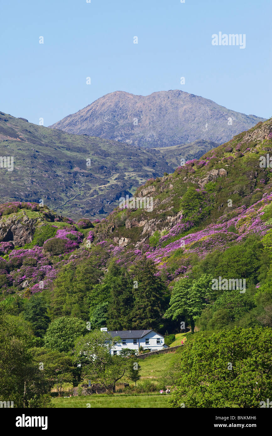 UK Regno Unito Gran Bretagna Bretagna Galles Gwynedd Parco Nazionale di ...