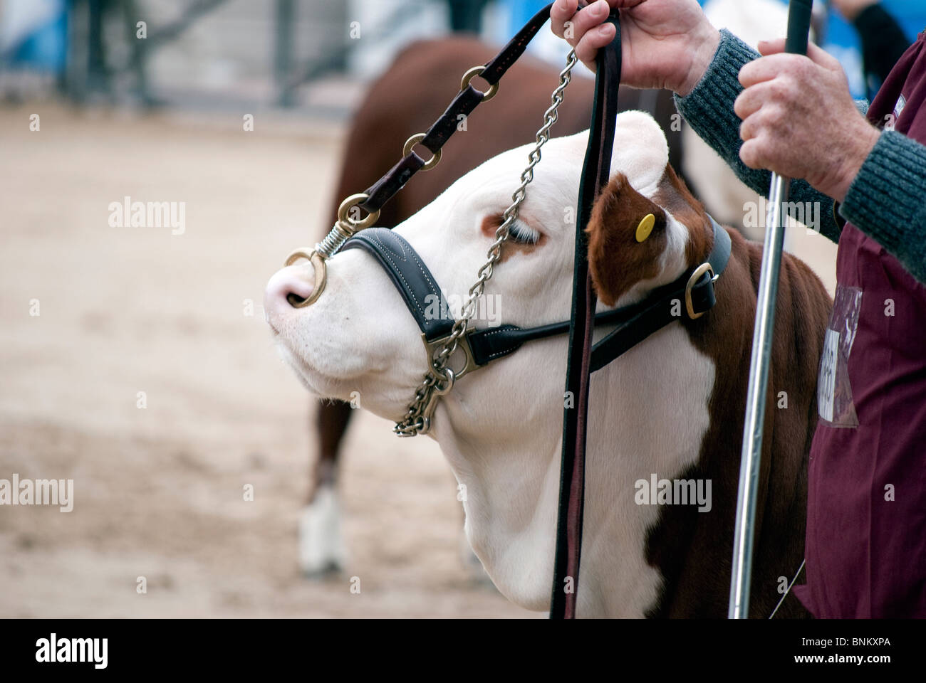 Testa di vitello immagini e fotografie stock ad alta risoluzione - Alamy