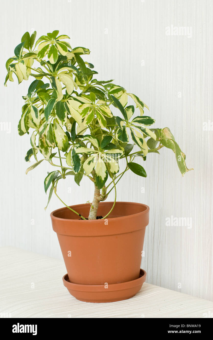Schefflera variegata immagini e fotografie stock ad alta risoluzione ...