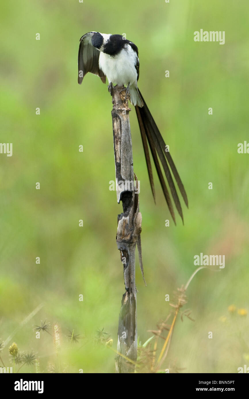 Coda lunga di uccello immagini e fotografie stock ad alta risoluzione ...