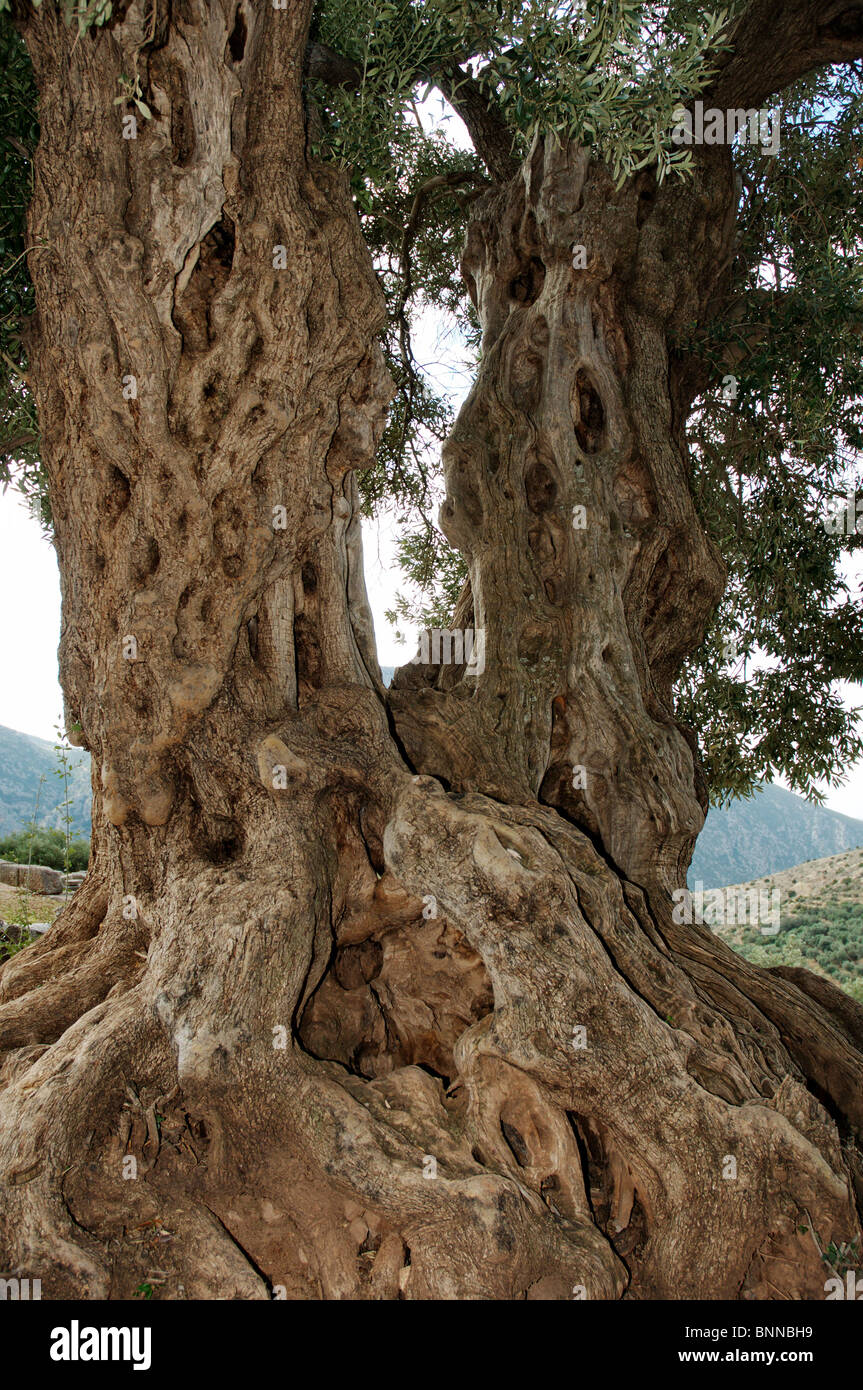 Albero di olivo olivo Olea europaea vecchio nodose Delfi Grecia greco ...