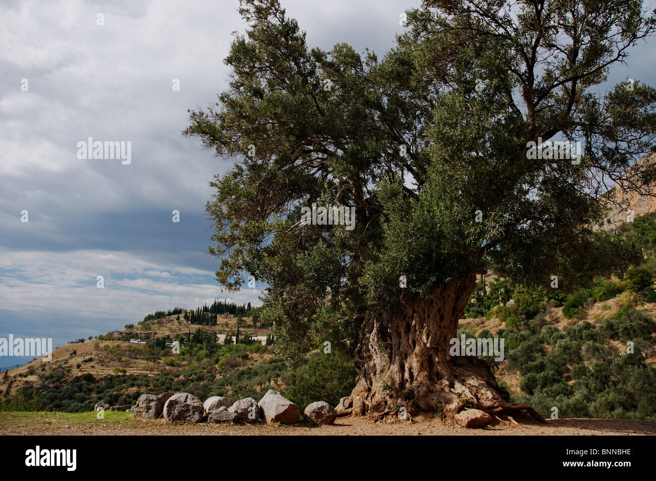 Albero di olivo olivo Olea europaea vecchio nodose Delfi Grecia greco ...