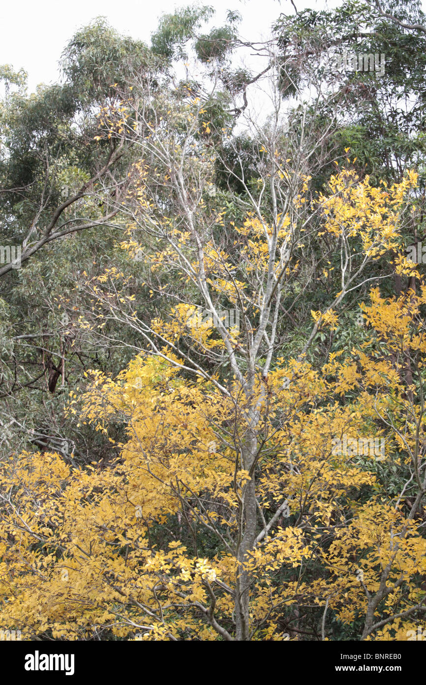 Australian bushland immagini e fotografie stock ad alta risoluzione - Alamy
