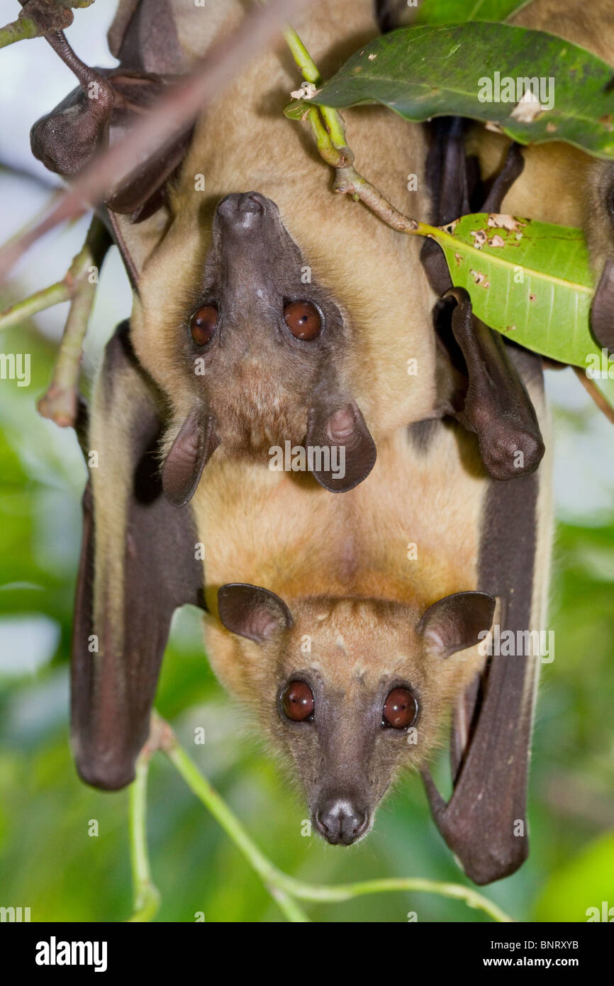 Pipistrelli di frutta africani di colore paglierino (Eidolon helvum ...