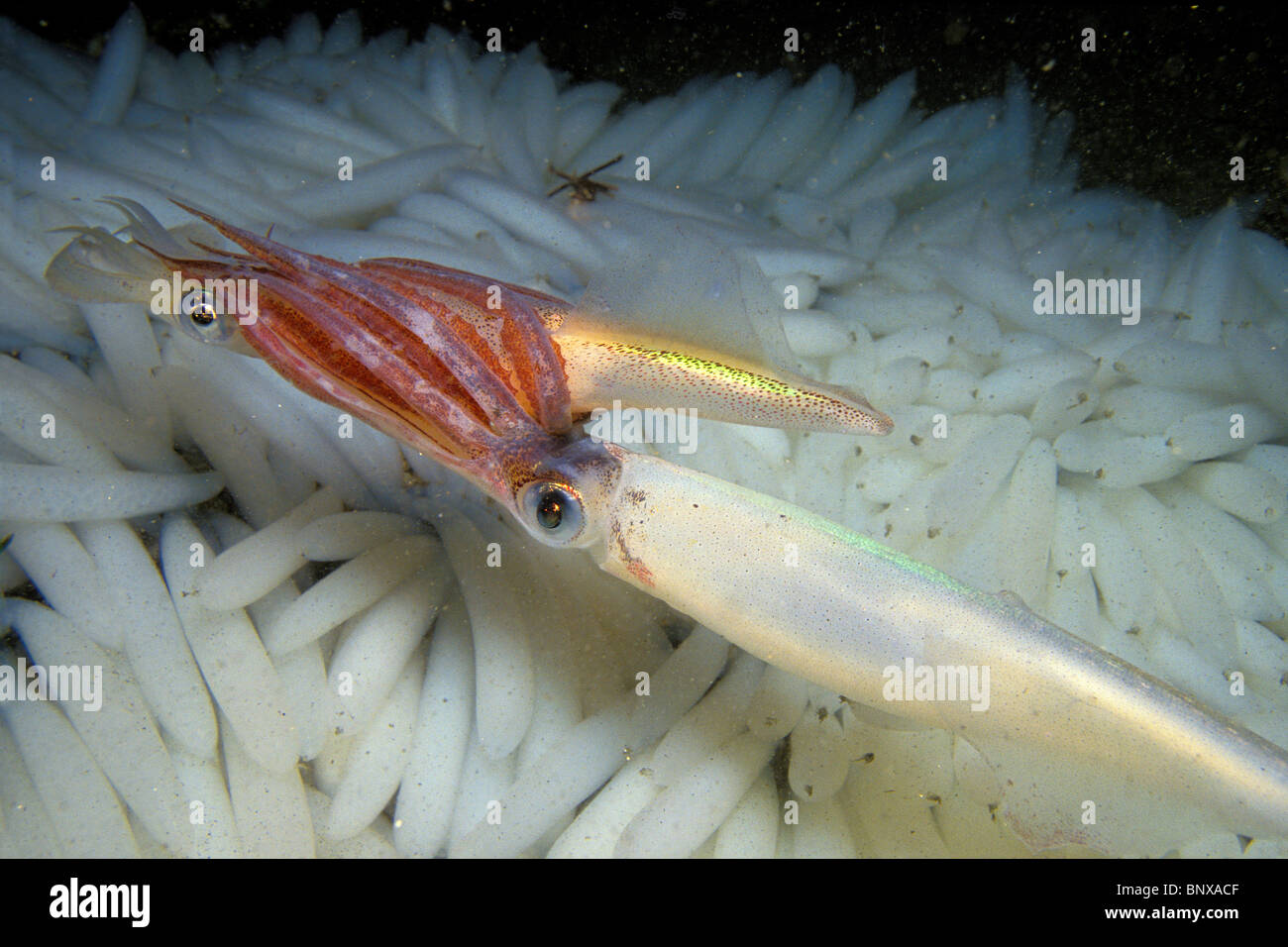 Calamaro opalescente immagini e fotografie stock ad alta risoluzione ...