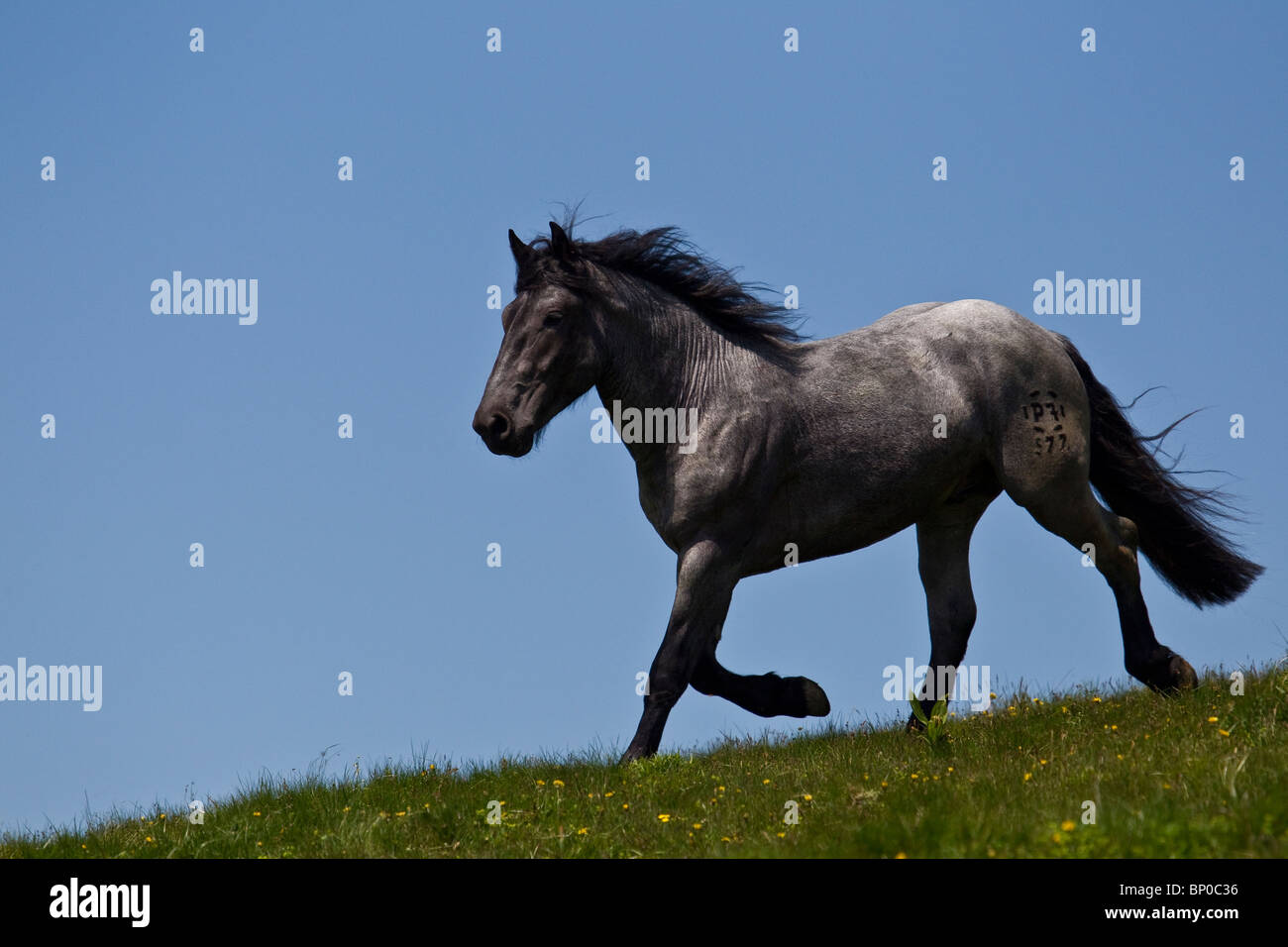 Stallone da cavallo immagini e fotografie stock ad alta risoluzione - Alamy