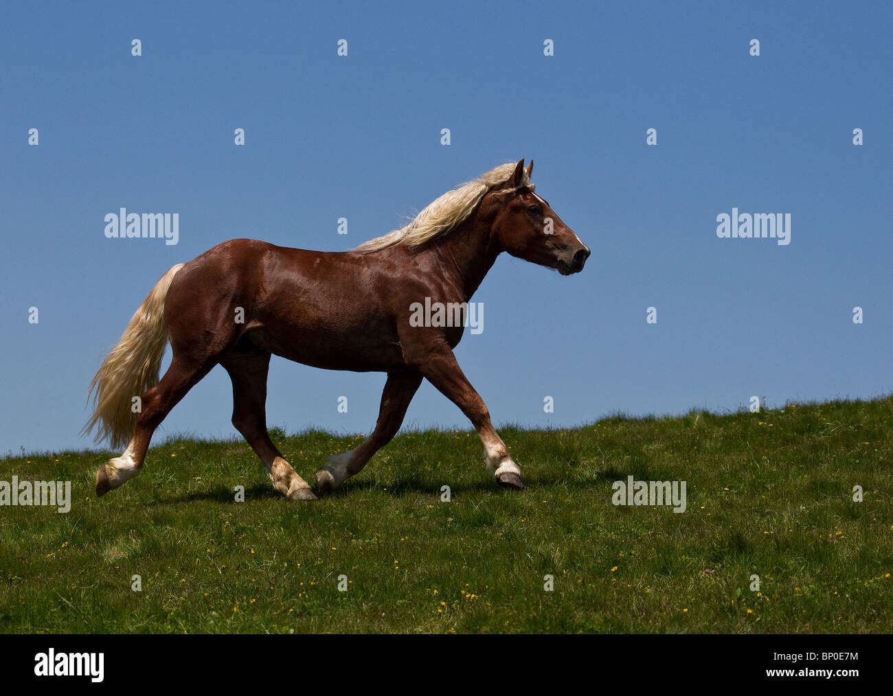 Stallone da cavallo immagini e fotografie stock ad alta risoluzione - Alamy