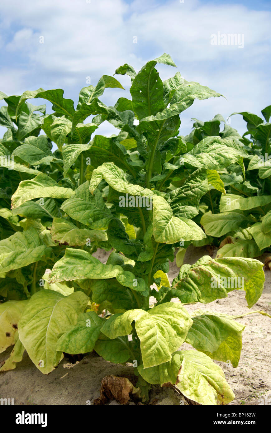 Tabacco plant immagini e fotografie stock ad alta risoluzione - Alamy