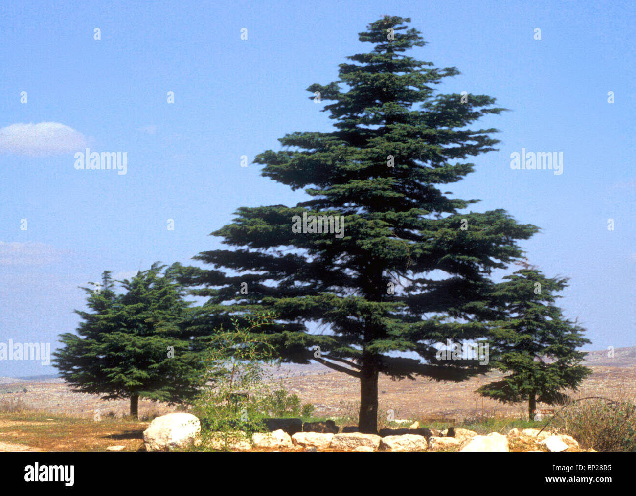Albero di cedro del libano immagini e fotografie stock ad alta ...