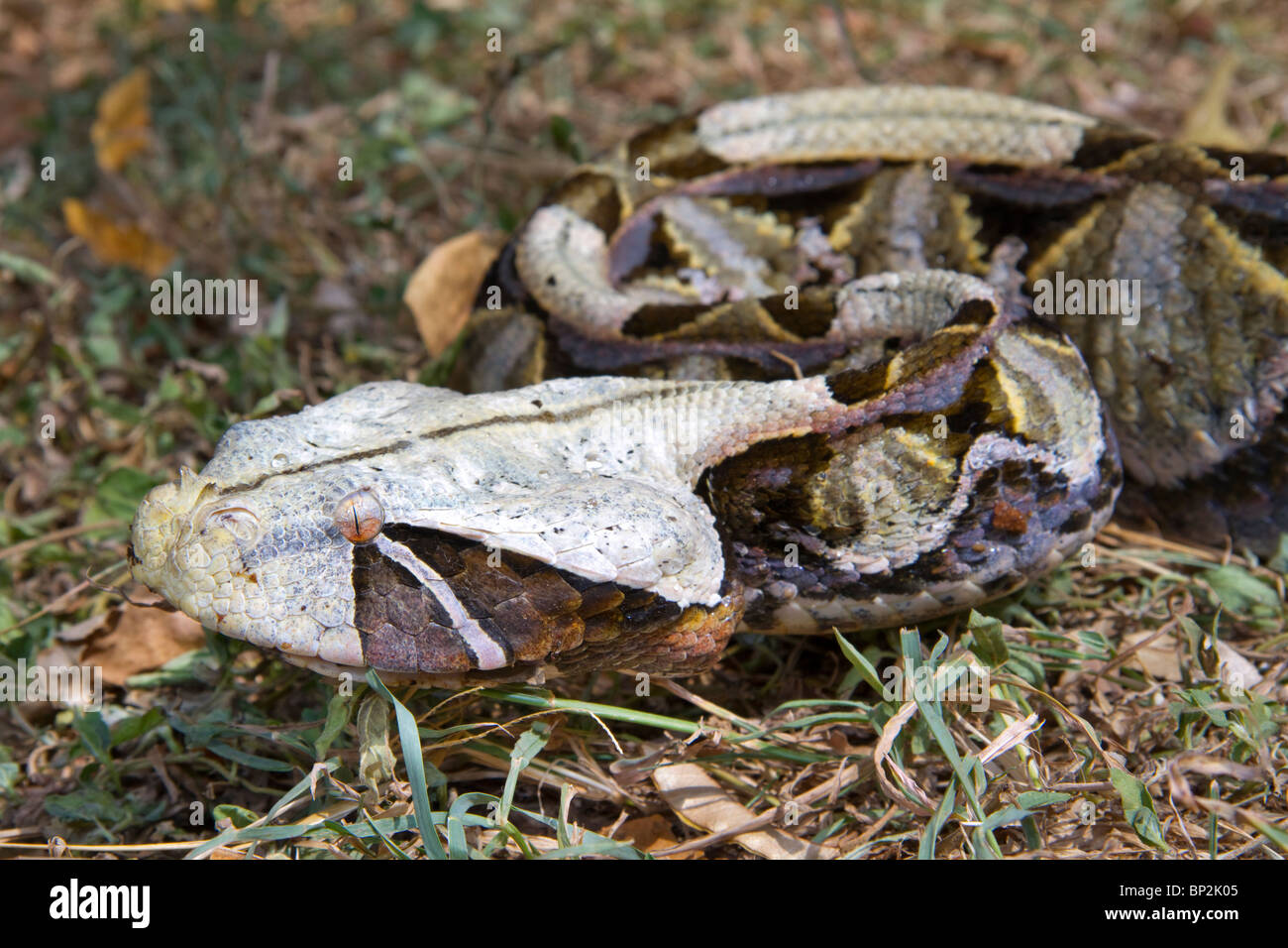 Bitis gabonica immagini e fotografie stock ad alta risoluzione - Alamy