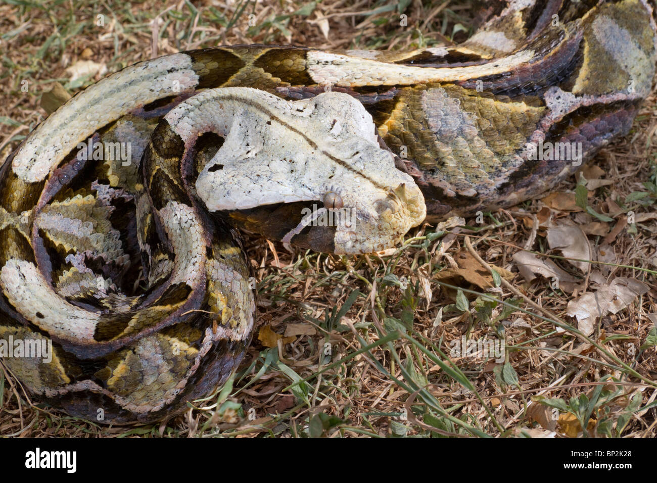 Bitis gabonica immagini e fotografie stock ad alta risoluzione - Alamy