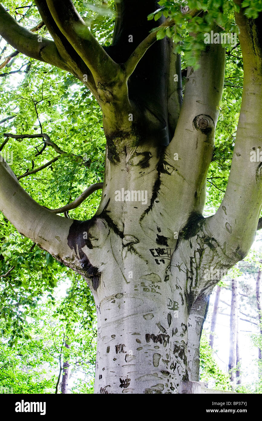 Intaglio del tronco di faggio immagini e fotografie stock ad alta ...