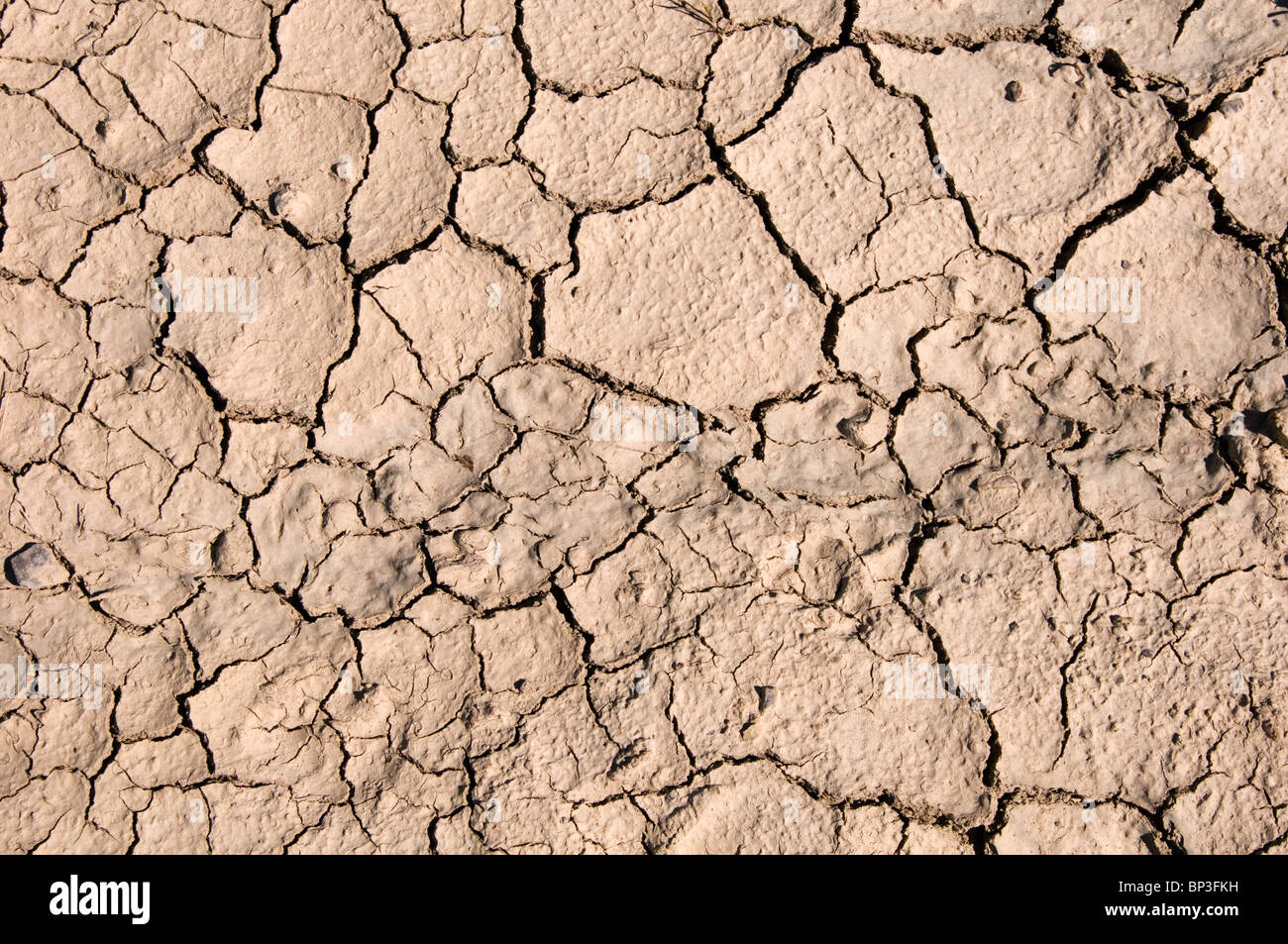 Crepe di fango essiccate immagini e fotografie stock ad alta ...