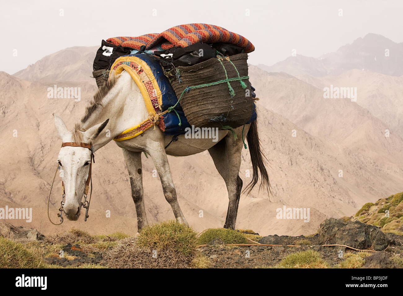 Mule trek marocco immagini e fotografie stock ad alta risoluzione - Alamy
