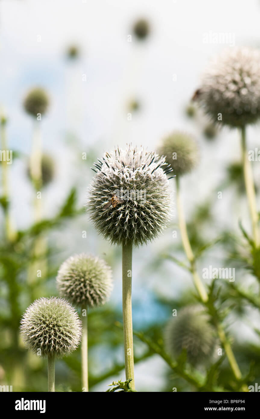 Cardi di globo pallido immagini e fotografie stock ad alta risoluzione ...