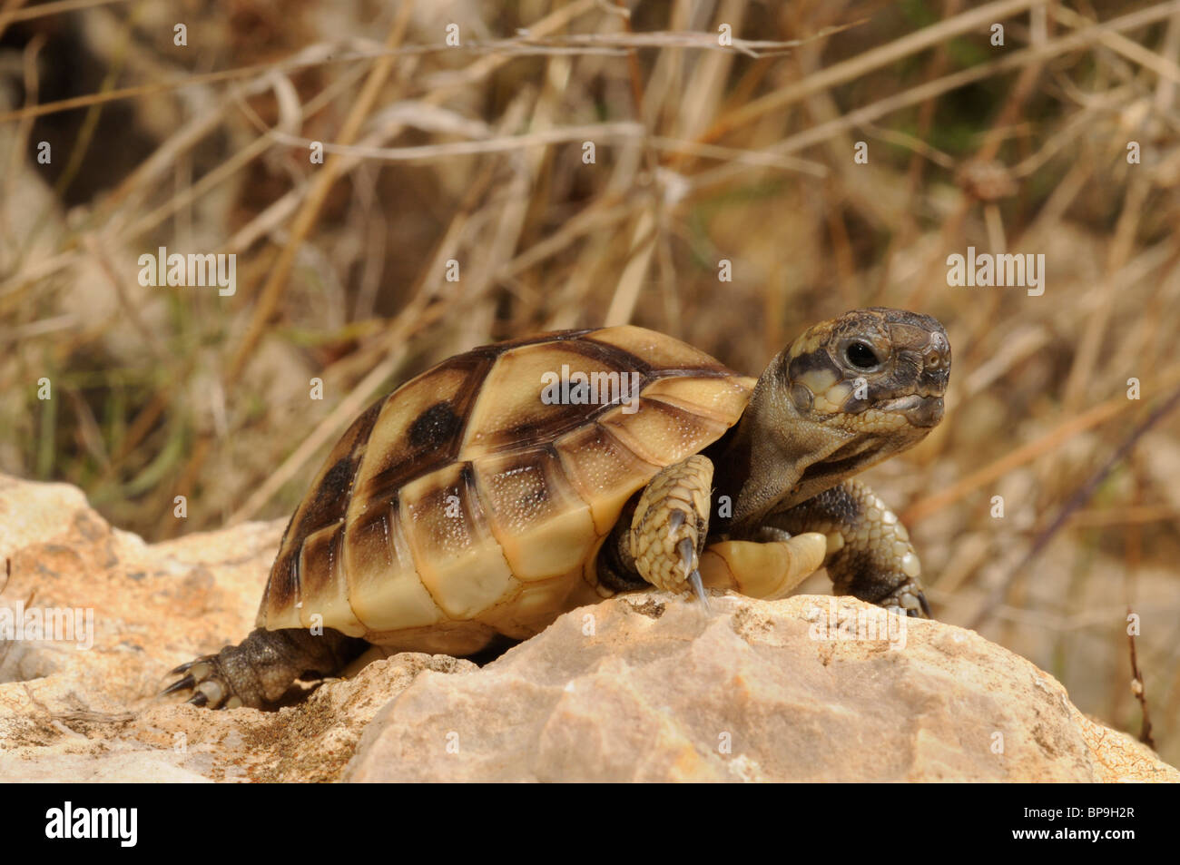 Hermanns tartaruga, tartaruga greca, Boettgers tartaruga (Testudo ...