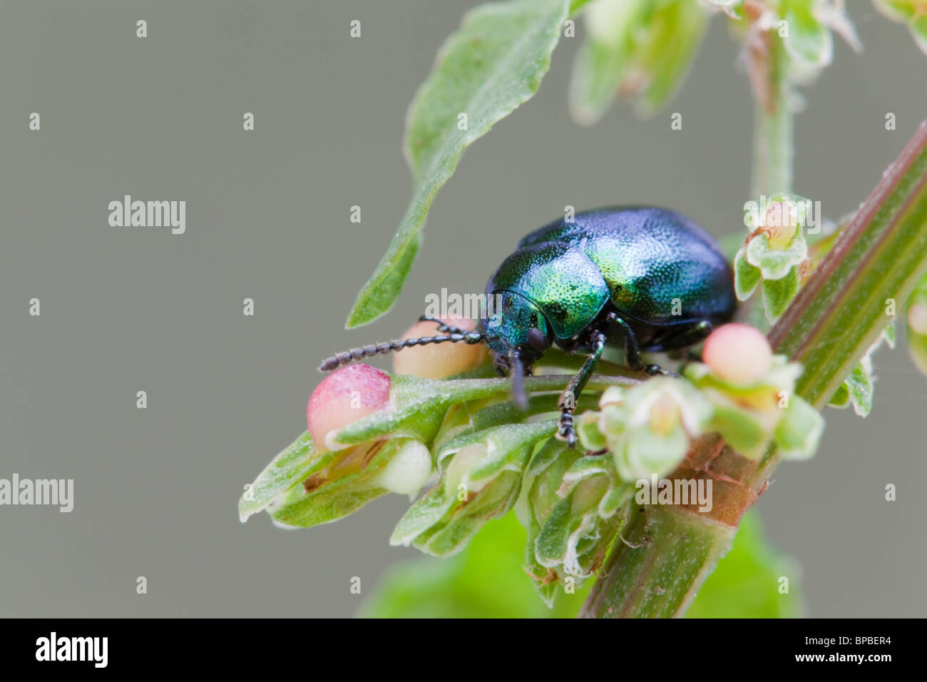 Gastrophysa viridula uk immagini e fotografie stock ad alta risoluzione ...