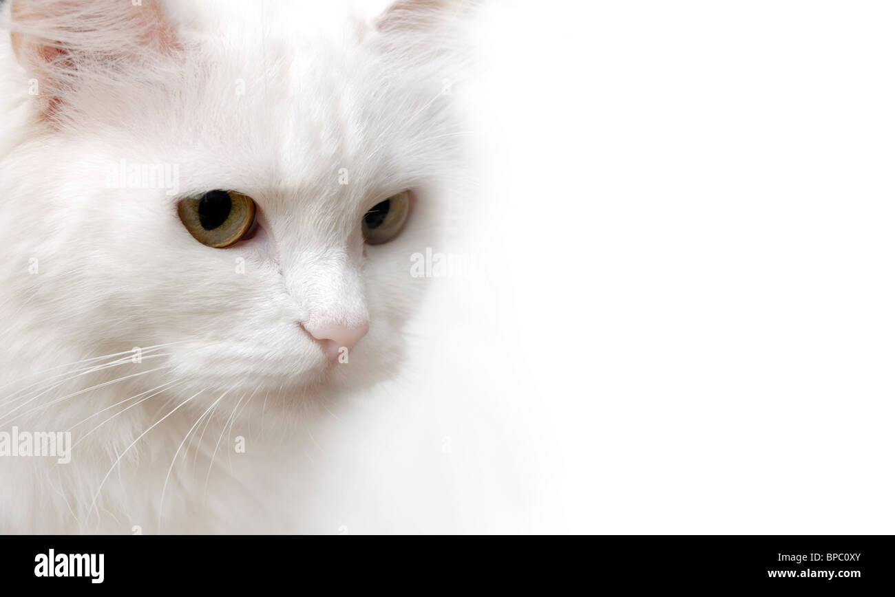 Gatto siberiano bianco immagini e fotografie stock ad alta risoluzione ...