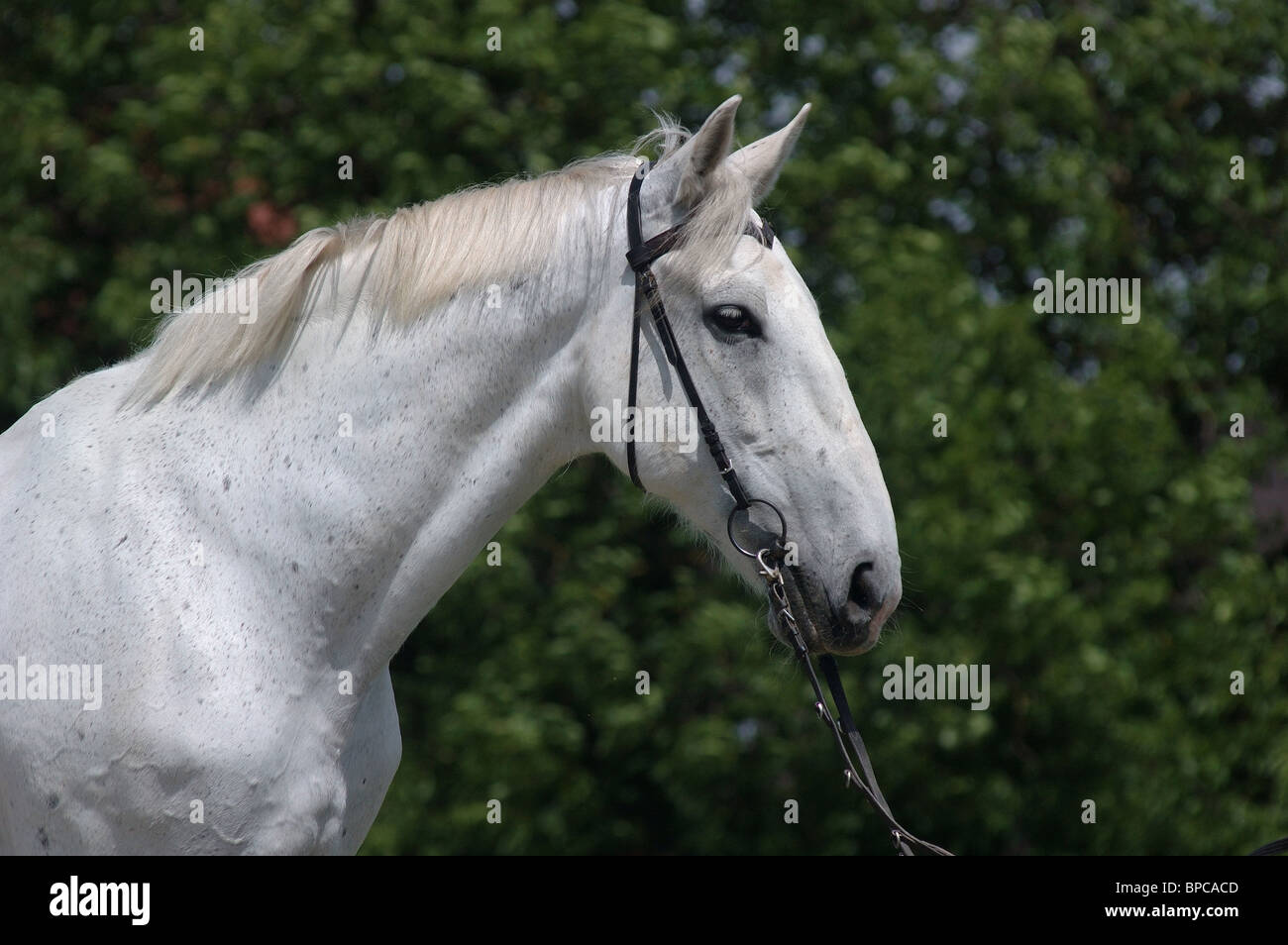 Lipizzani purosangue immagini e fotografie stock ad alta risoluzione ...