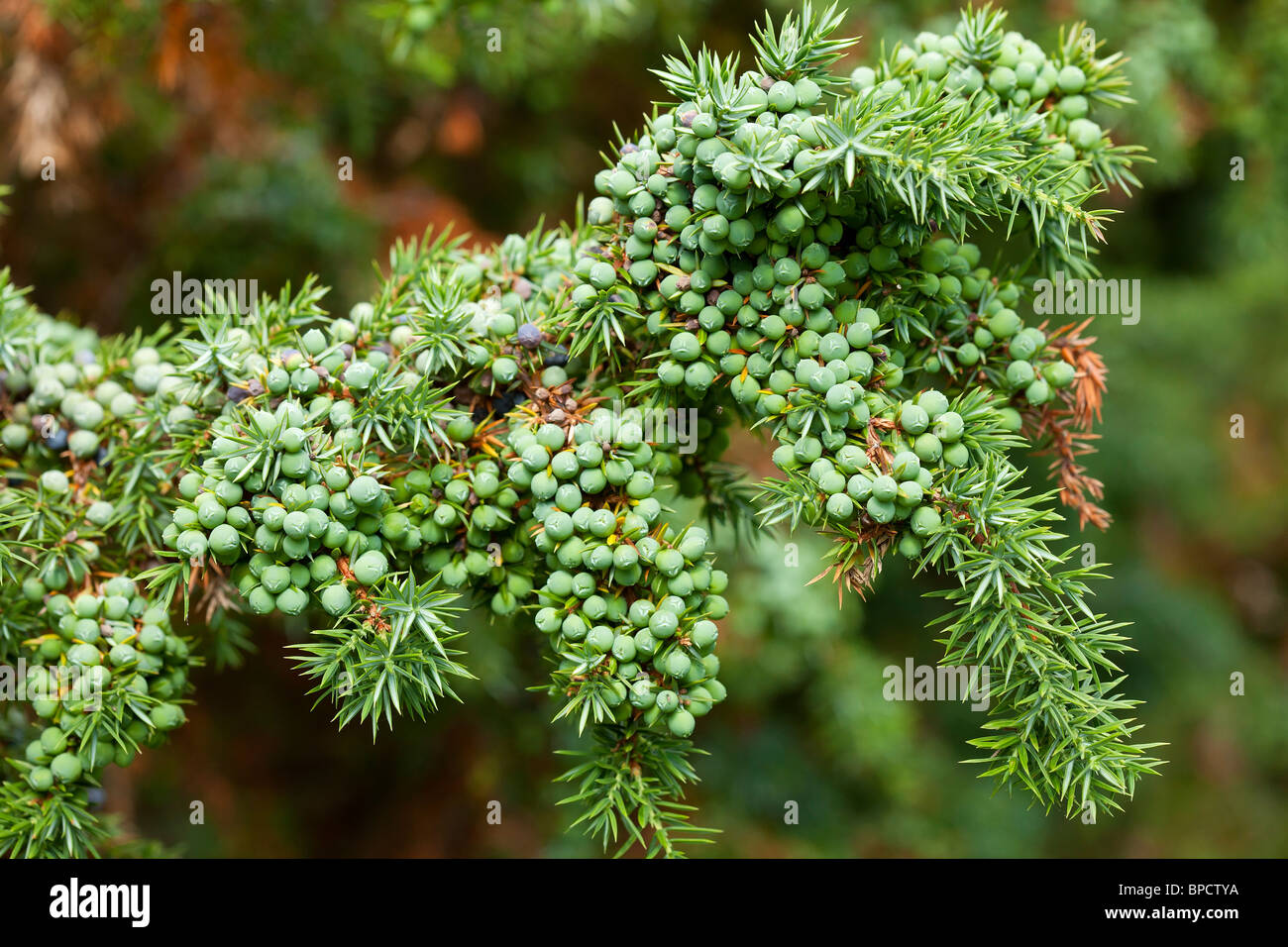 Arbusto di ginepro immagini e fotografie stock ad alta risoluzione - Alamy