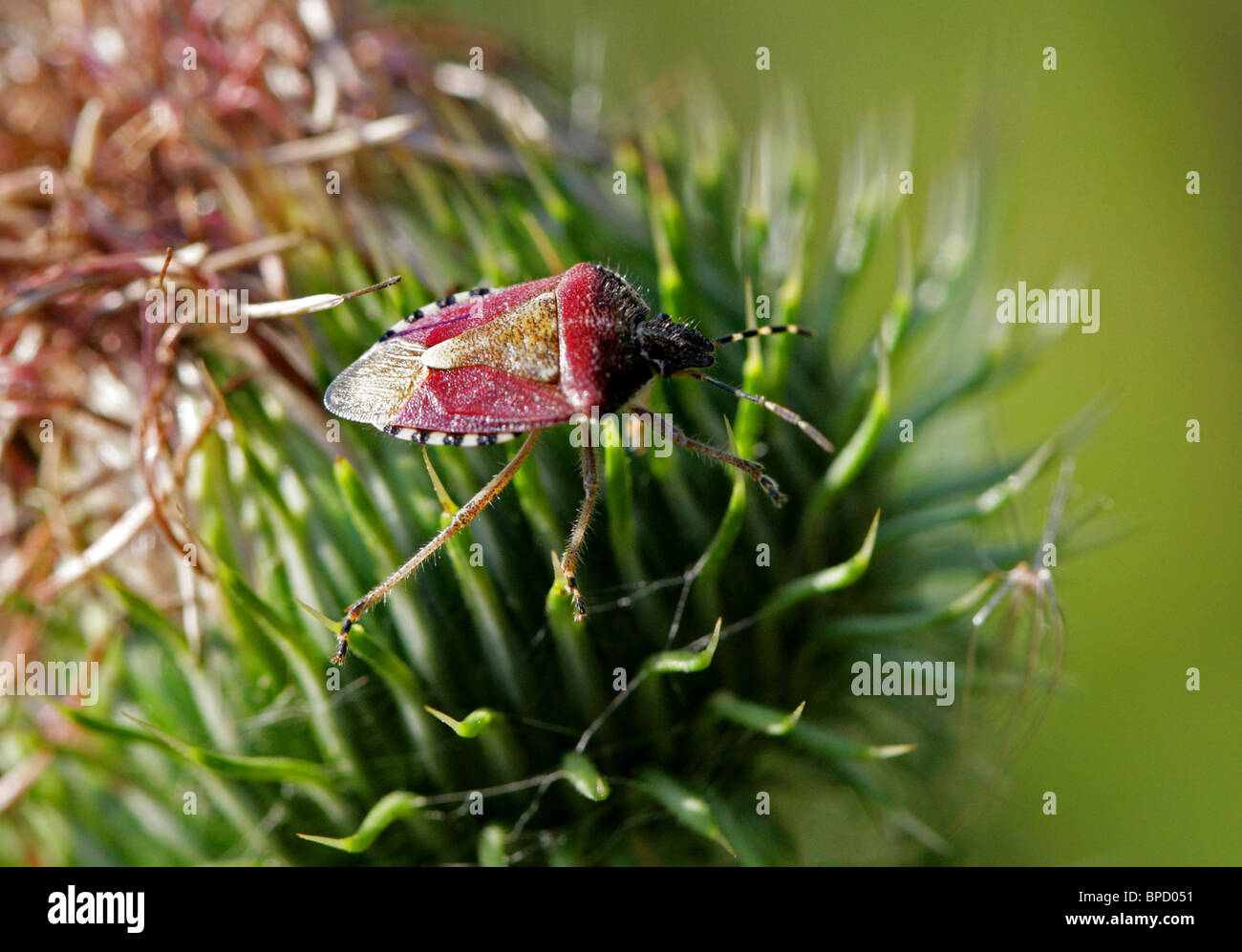 Hairy Shieldbug o Sloe Bug, uno scudo o Stink Bug, Dolycoris baccarum ...