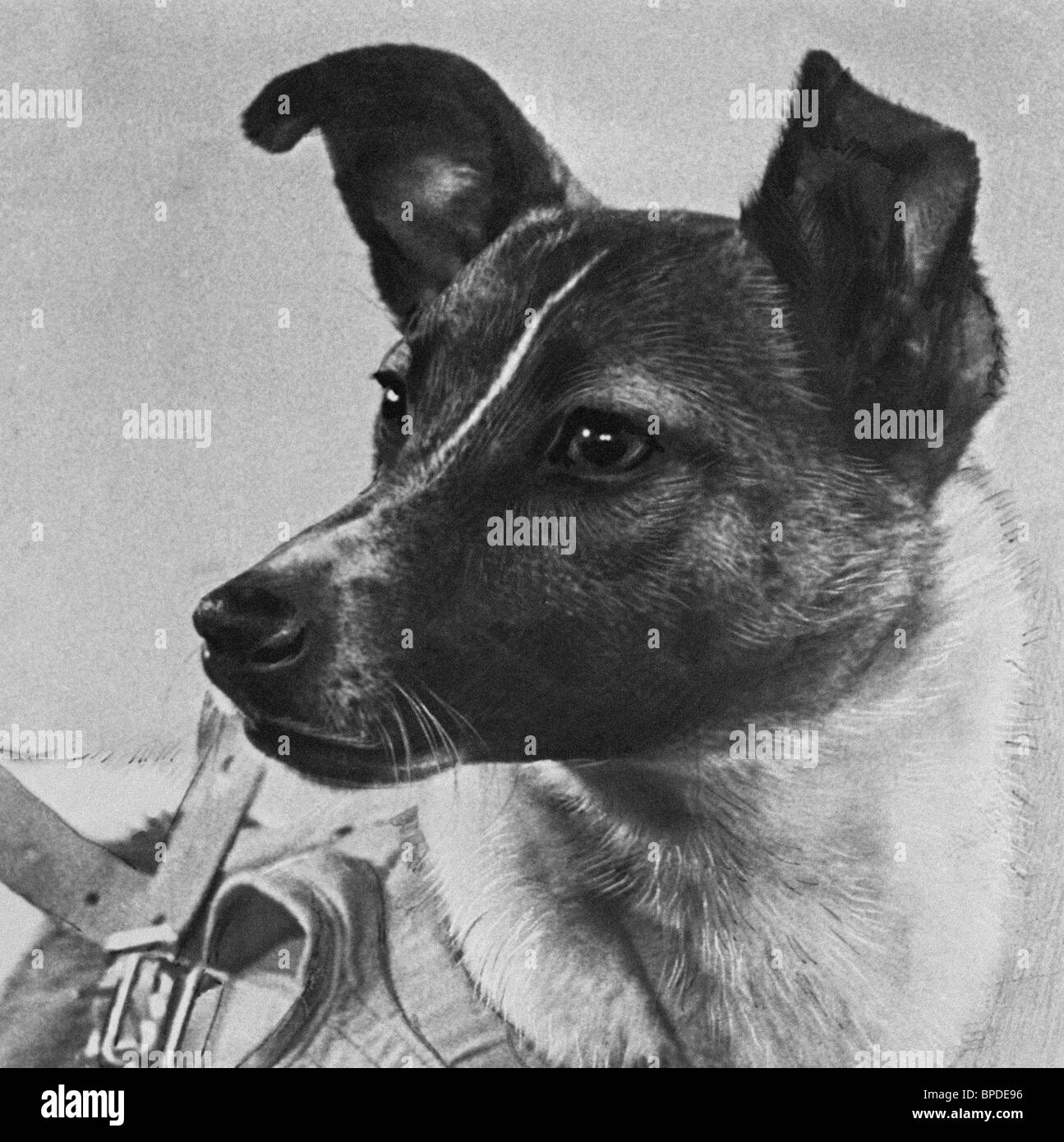 Laika Dog Space Immagini e Fotos Stock - Alamy