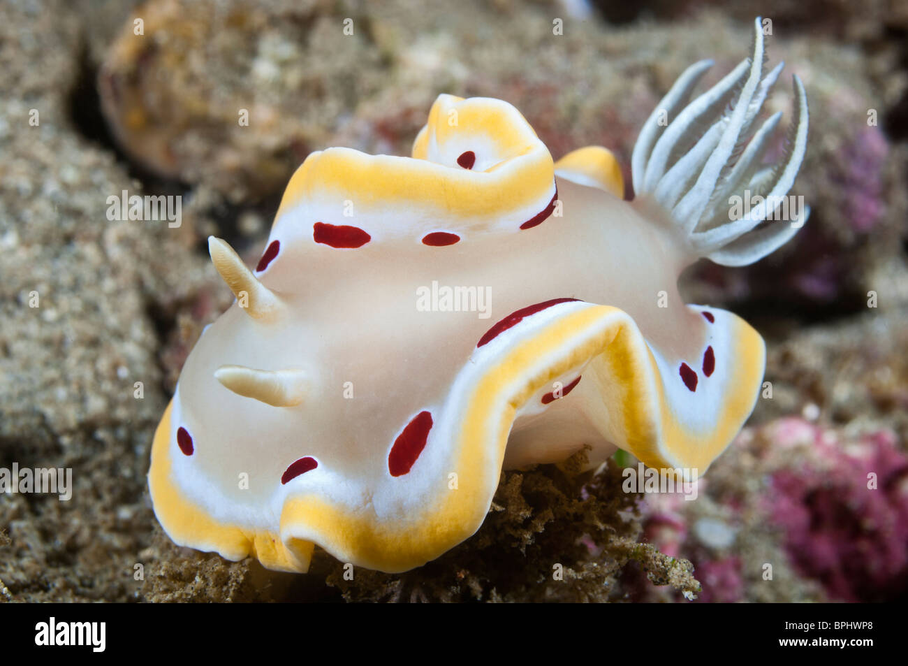 Molluschi gasteropodi marini immagini e fotografie stock ad alta ...