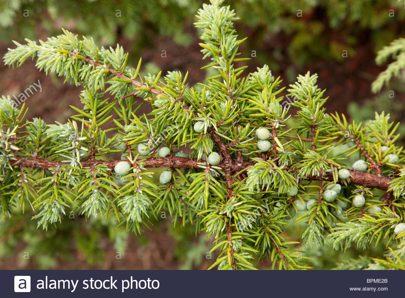 Ginepro Nano Immagini e Fotos Stock - Alamy