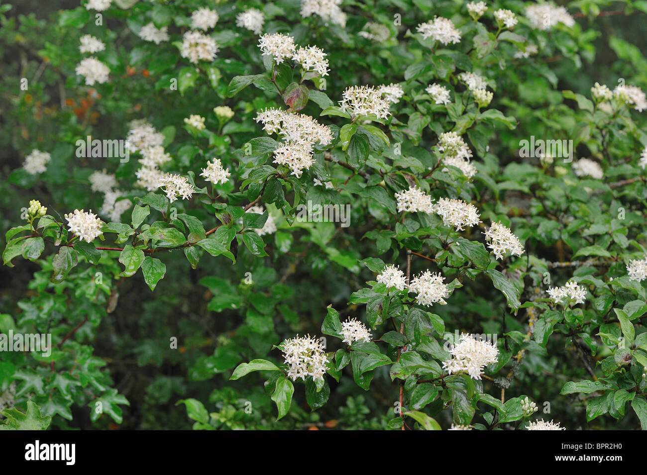 Cornus sanguinea immagini e fotografie stock ad alta risoluzione - Alamy