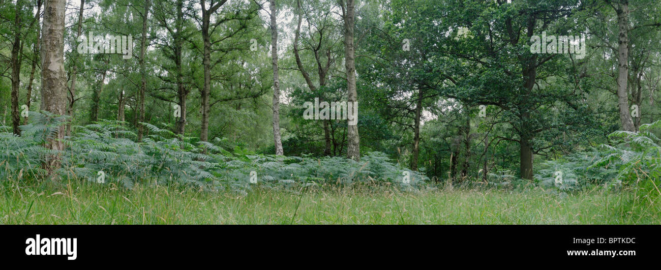 Ashridge park immagini e fotografie stock ad alta risoluzione - Alamy