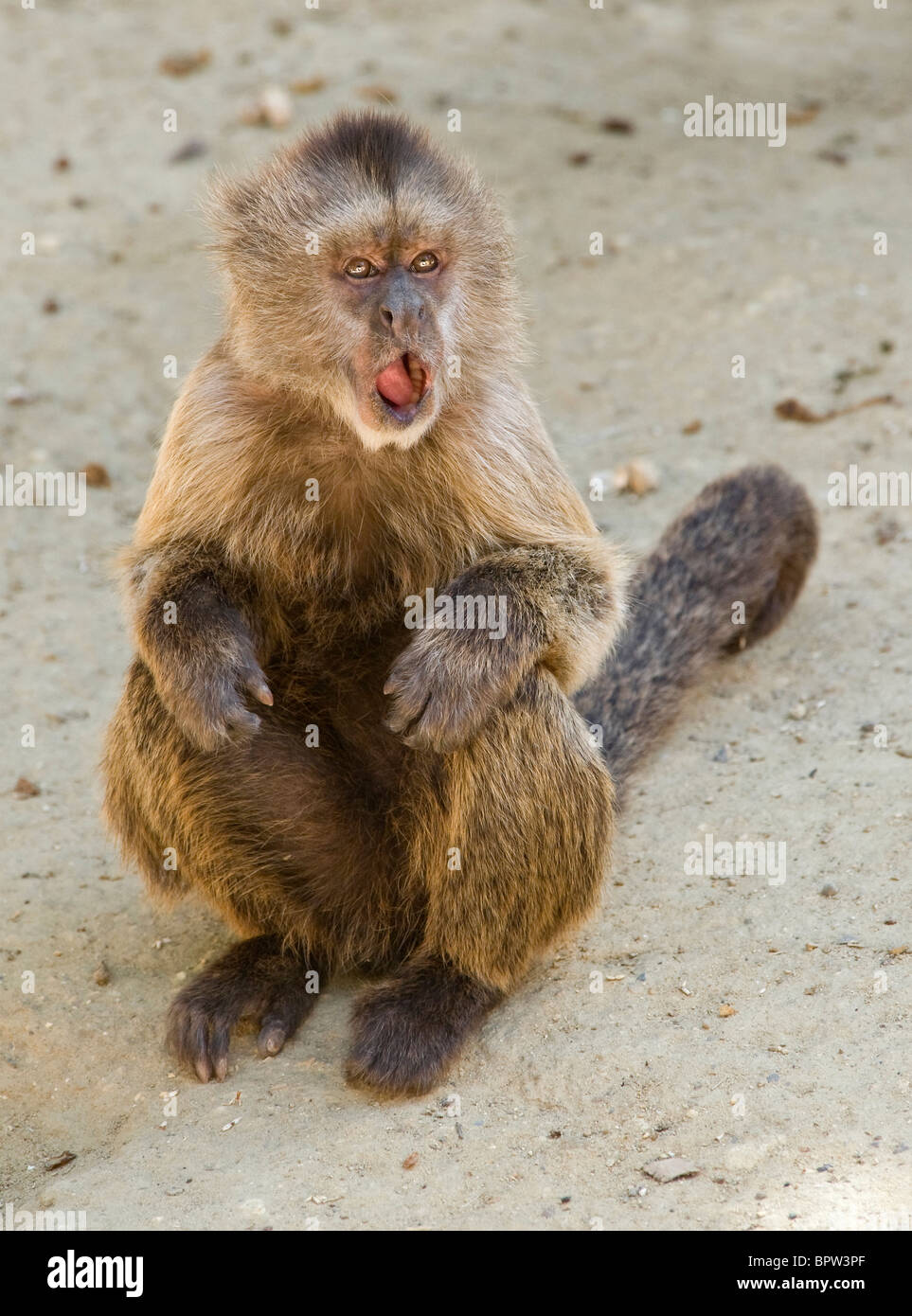 Scimmia colorata immagini e fotografie stock ad alta risoluzione - Alamy