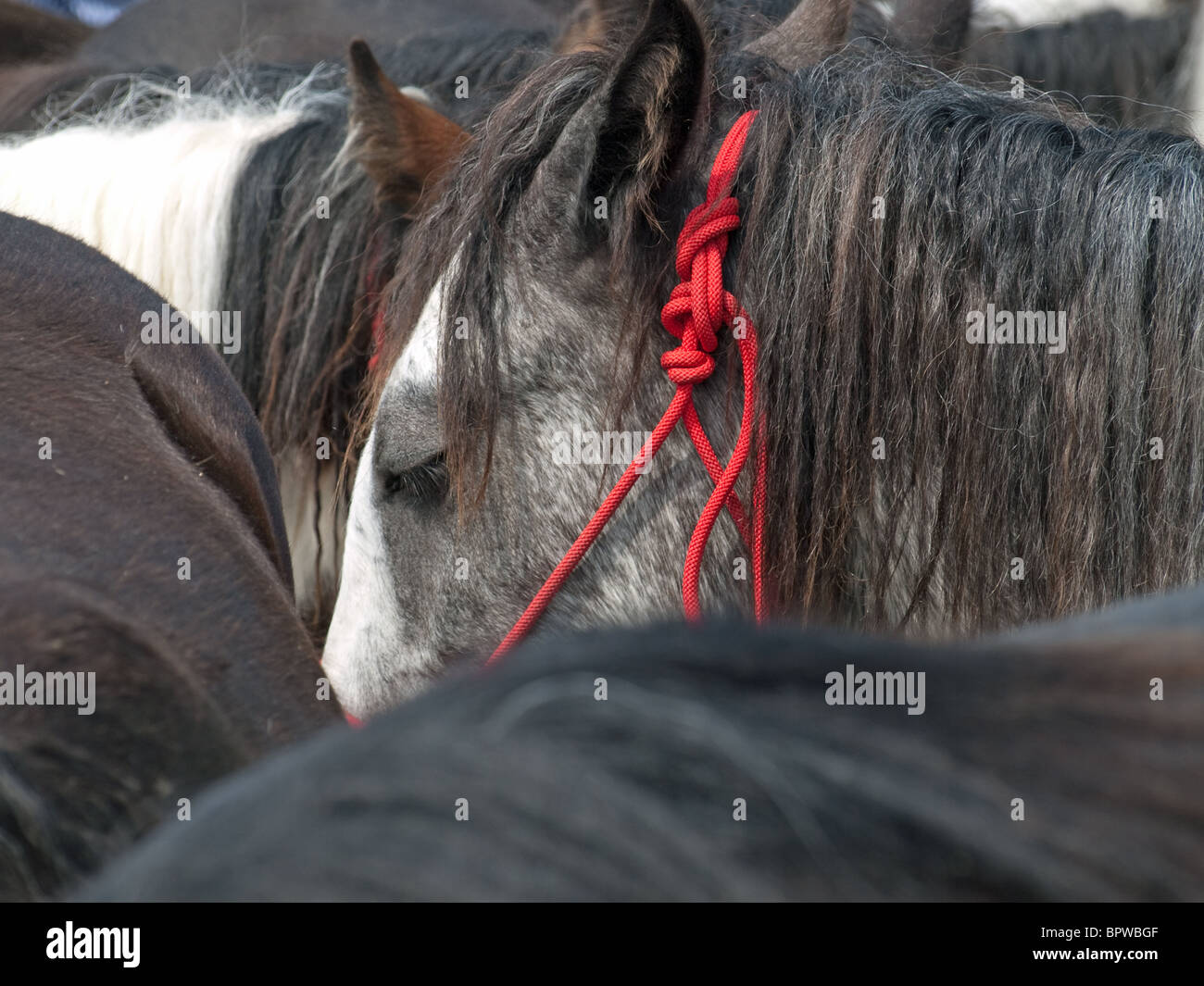 Cavezza nodo immagini e fotografie stock ad alta risoluzione - Alamy