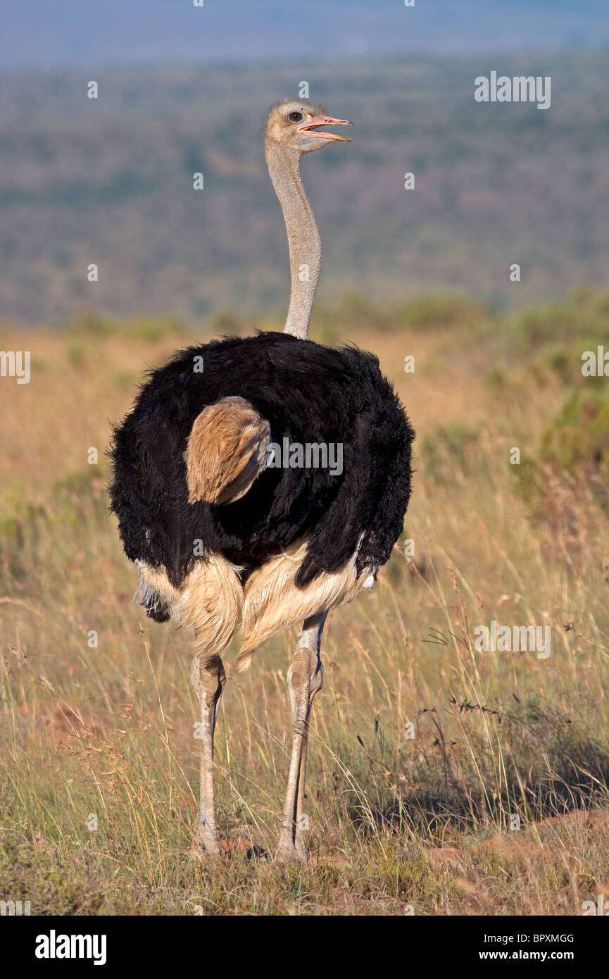 Maschio di struzzo struthio camelus immagini e fotografie stock ad alta ...