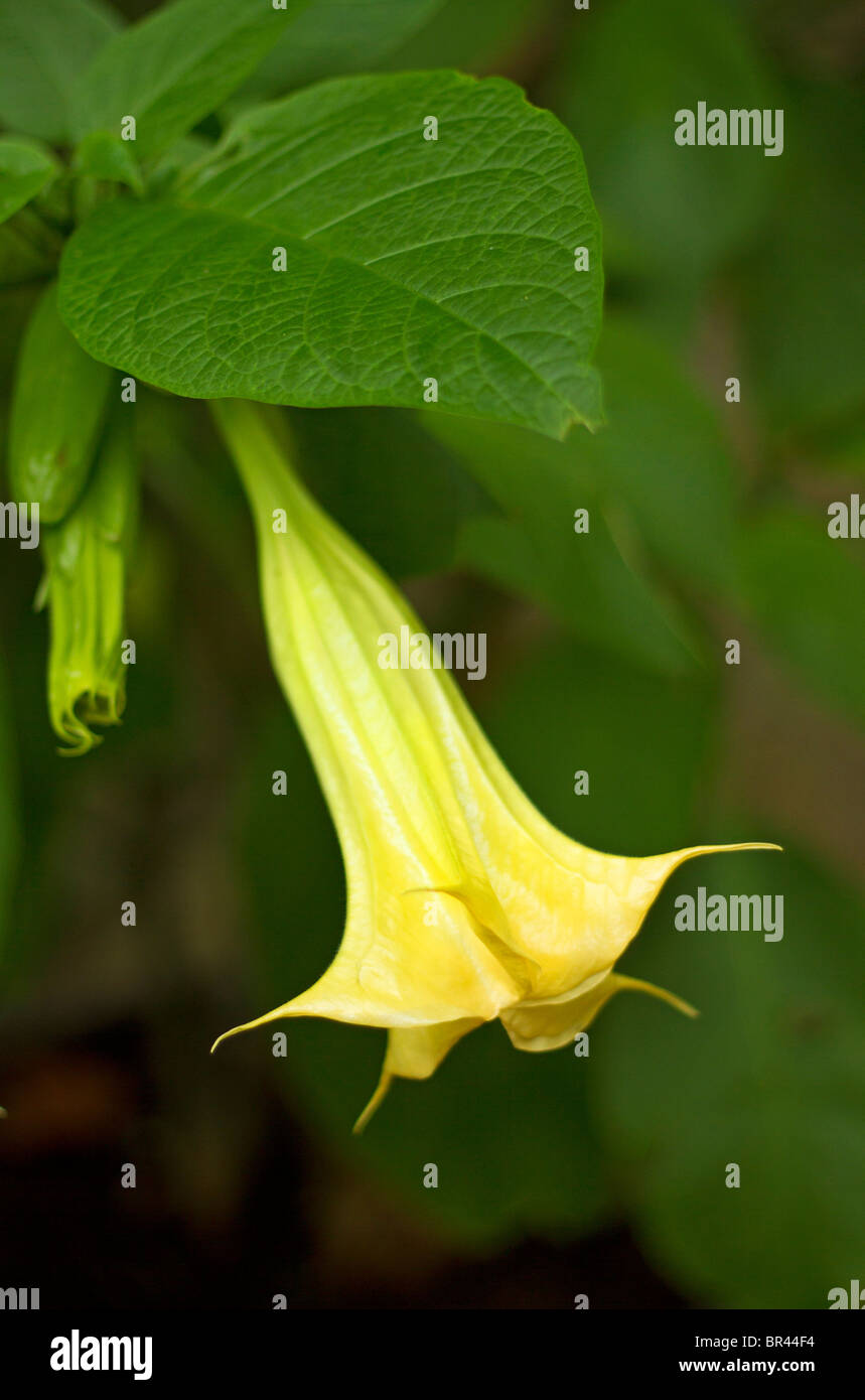 Angeli fiori di tromba immagini e fotografie stock ad alta risoluzione ...