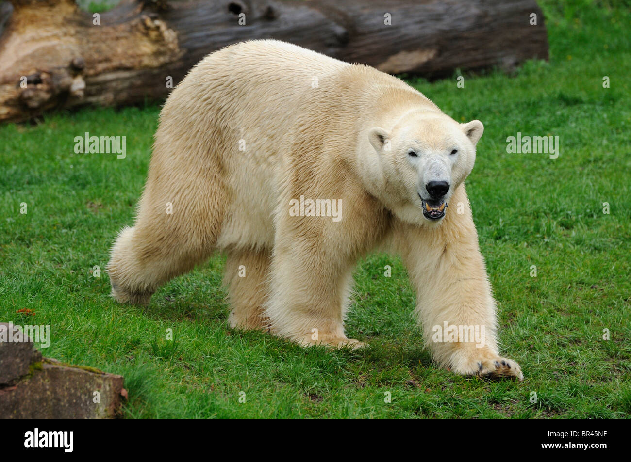 Fotografia dell'orso polare immagini e fotografie stock ad alta ...