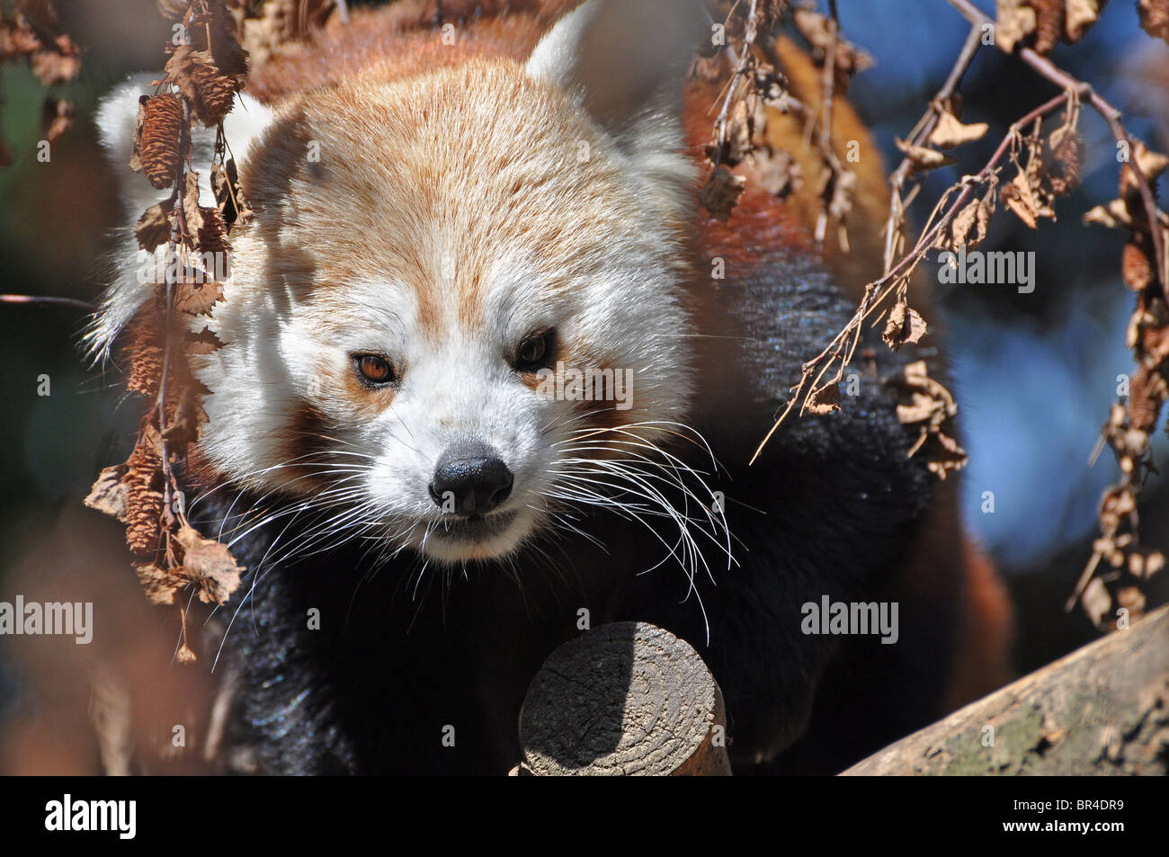 Panda rosso himalayano immagini e fotografie stock ad alta risoluzione ...