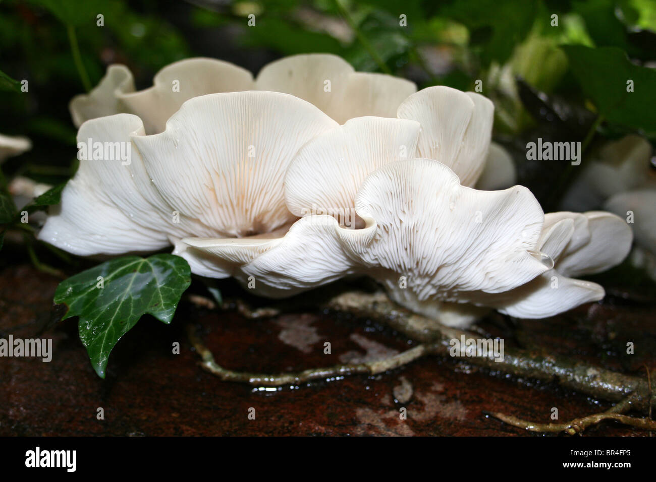 Funghi saprofiti immagini e fotografie stock ad alta risoluzione - Alamy