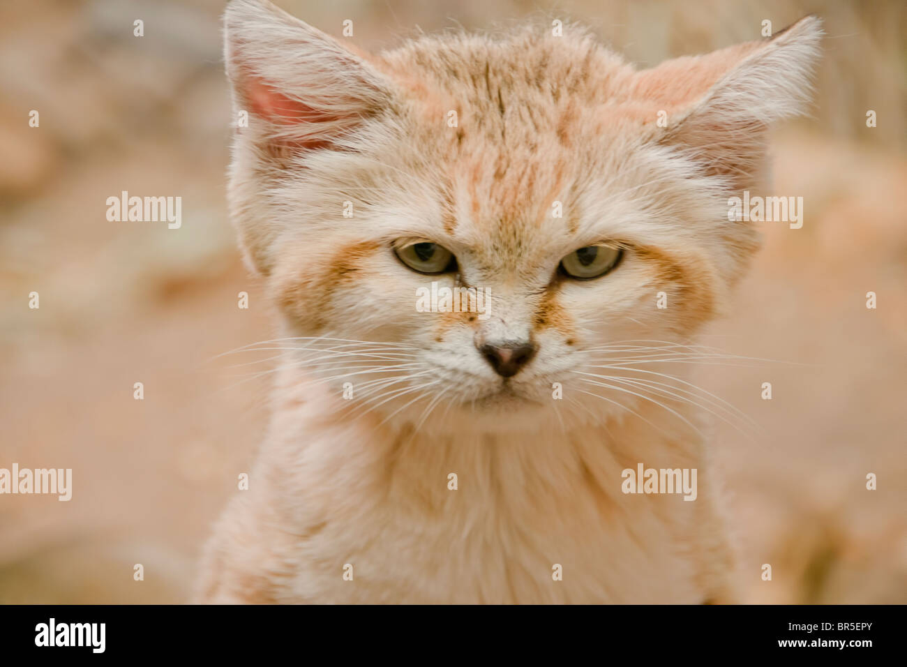 Felis margarita immagini e fotografie stock ad alta risoluzione - Alamy