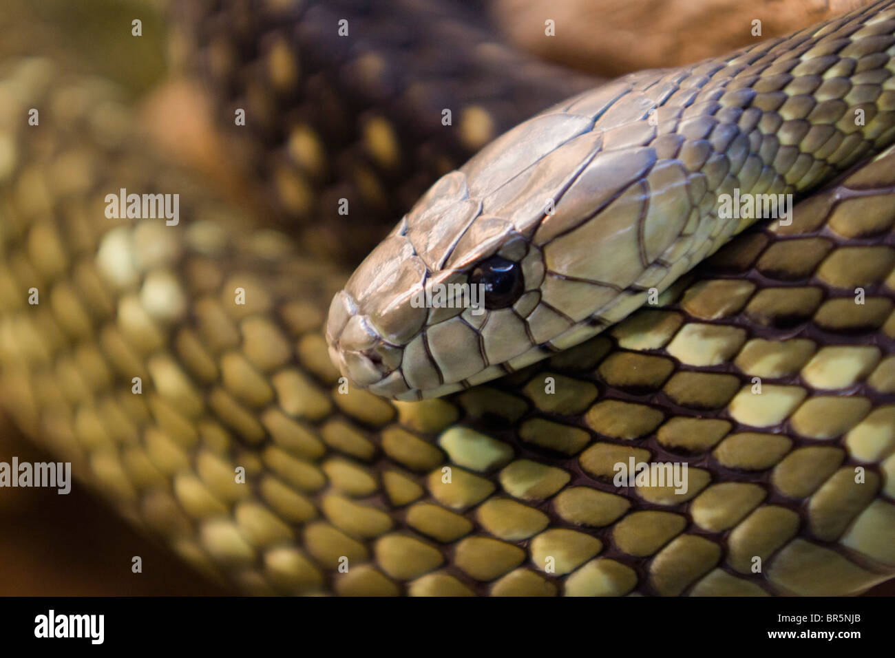 King cobra snake immagini e fotografie stock ad alta risoluzione - Alamy