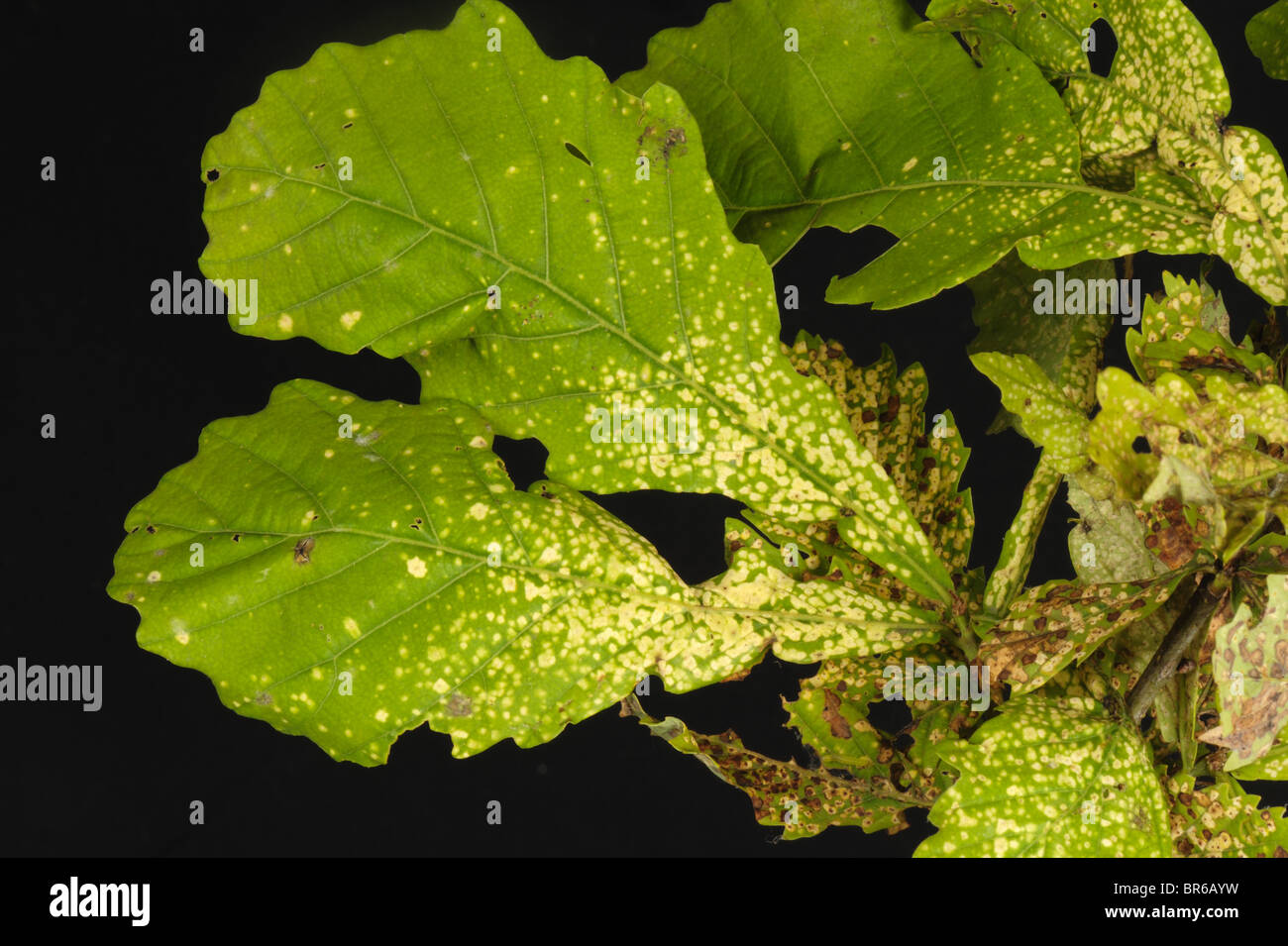Foglie di quercia fillossera (fillossera glabra) danni alla quercia ...