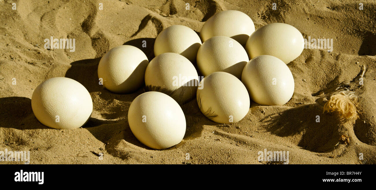 Struzzo allevamento immagini e fotografie stock ad alta risoluzione - Alamy