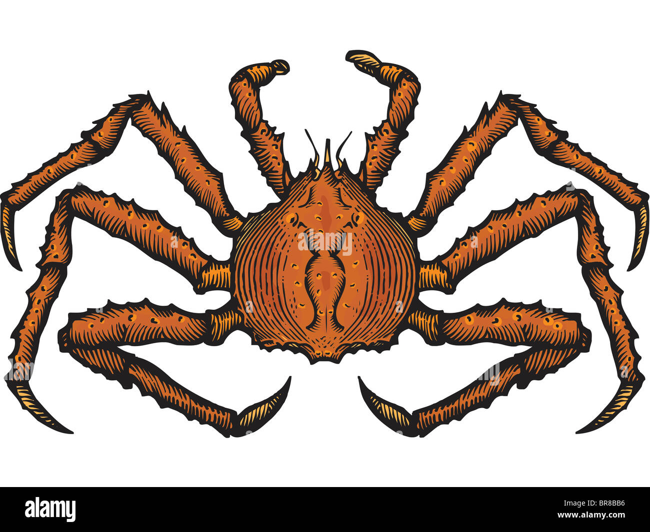 Disegno del granchio immagini e fotografie stock ad alta risoluzione ...