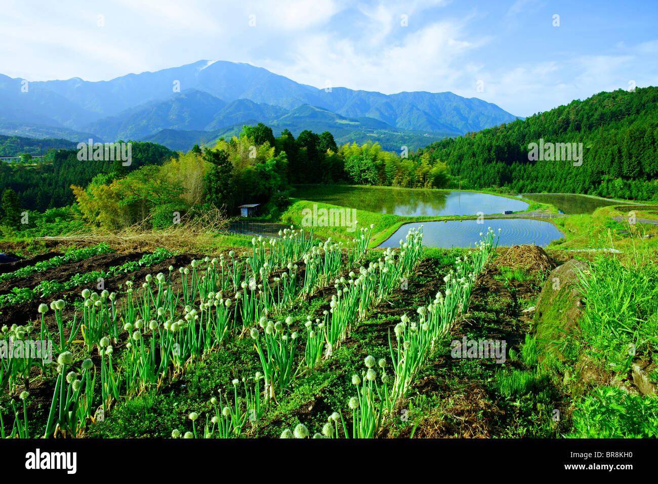 Mt ena immagini e fotografie stock ad alta risoluzione - Alamy